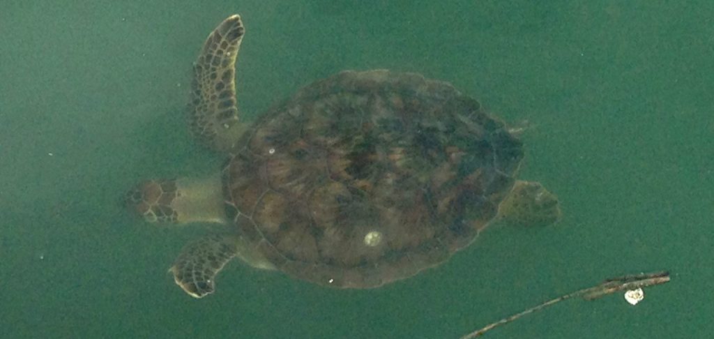 Sea Turtles in St. Augustine Waters - St. Augustine Boat Tours
